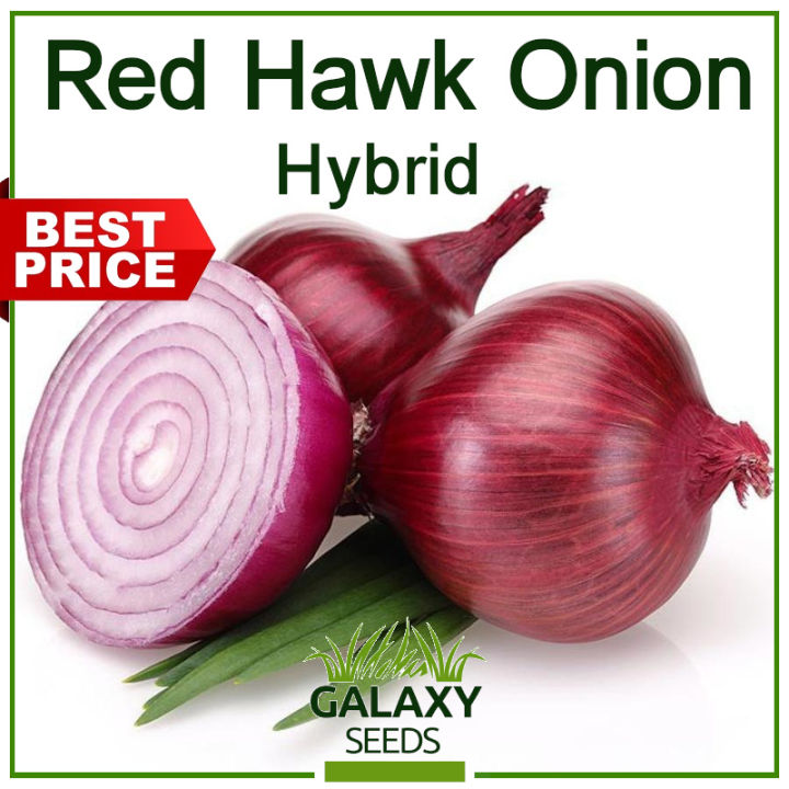 [Galaxy Seeds] Red Onion Seeds for Planting Vegetable Plants (+/- 100 ...