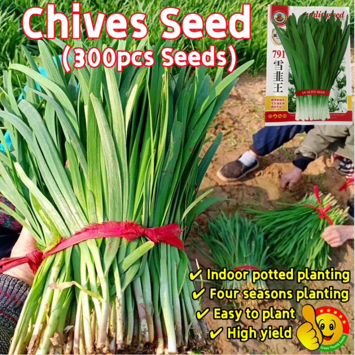100% Original Chinese Chives Seeds for Sale (Fresh 300pcs Seeds) 韭菜种子 ...