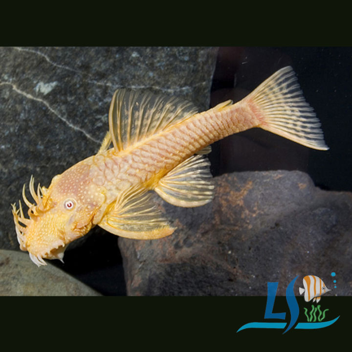 L144 Albino Bristlenose Pleco by LS Aquatic | Lazada