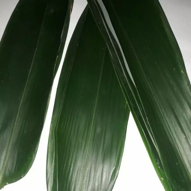 daun bambu 1kg | Lazada Indonesia