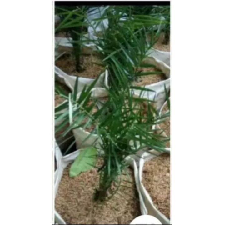 Tanaman hias Outdoor - Pohon Palem Kenari - Palm kenari | Lazada Indonesia