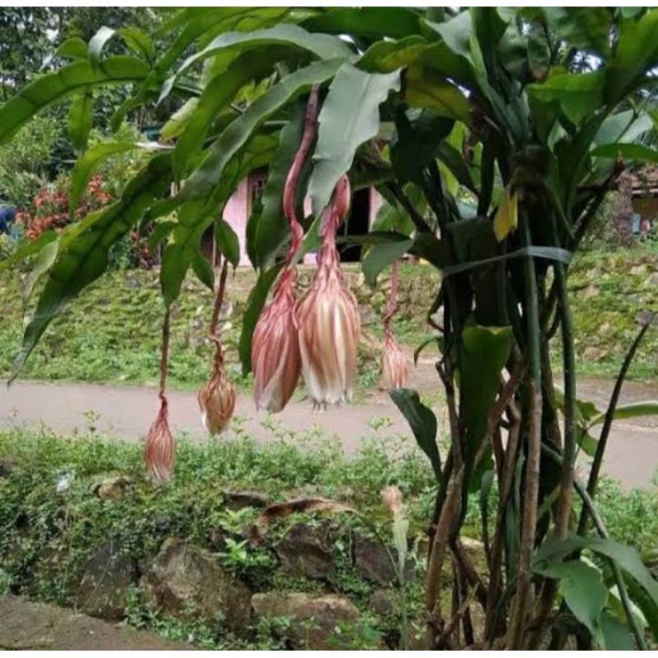 tanaman bunga Wijaya Kusuma besar | Lazada Indonesia