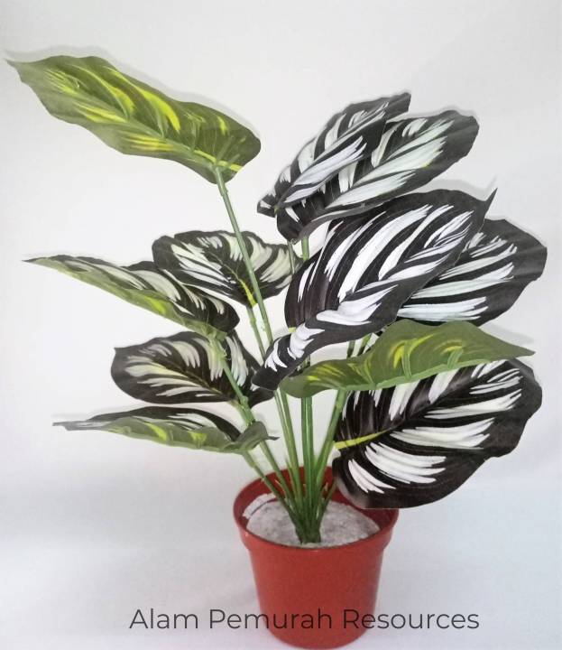 [RAYA 2021] Pokok Keladi Hijau Deep Green Plastik Aesthetic Viral Home ...