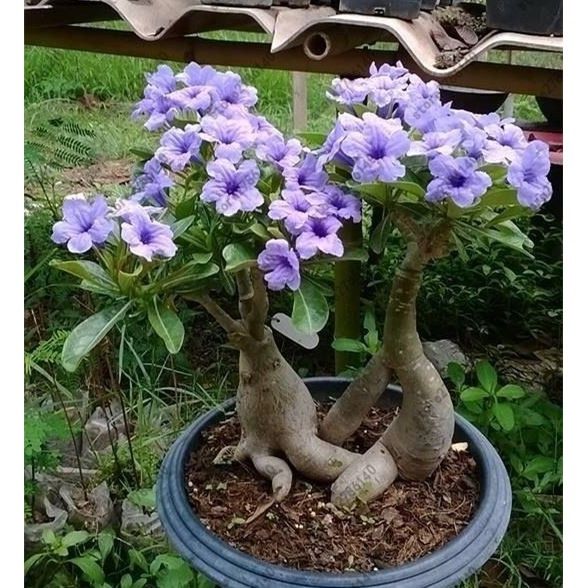 Benih Adenium Obesum (10 Biji) | Bunga Kamboja Thailand Rare | Desert ...