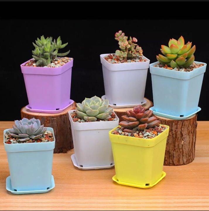 Set of 10 Mini Colorful Square Pot for Cactus and Succulents with Tray ...