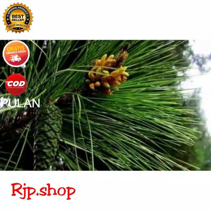 DAUN PINUS SEGAR 1KG fress | Lazada Indonesia