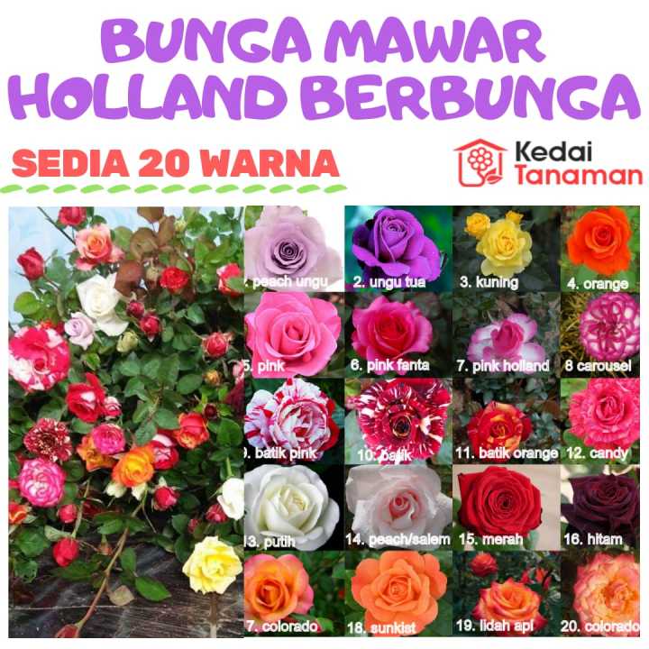 Tanaman Bunga Mawar Hidup Berbunga & Bergaransi | Lazada Indonesia