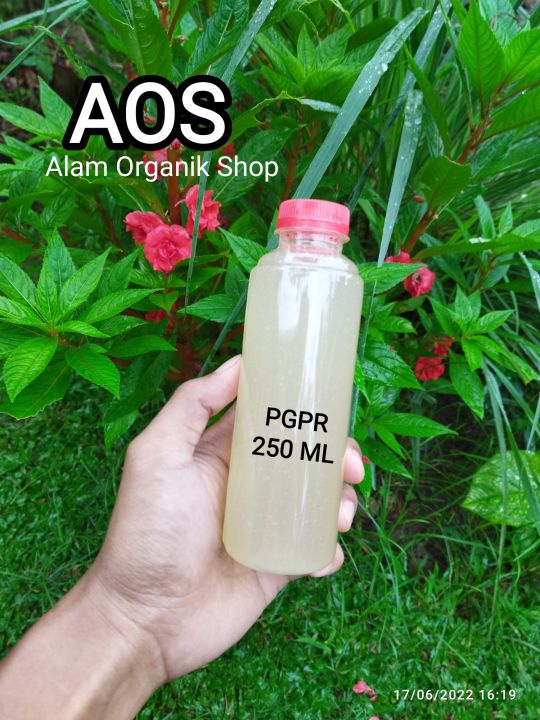 Pgpr Pupuk Pertumbuhan Tanaman 250 ml | Lazada Indonesia