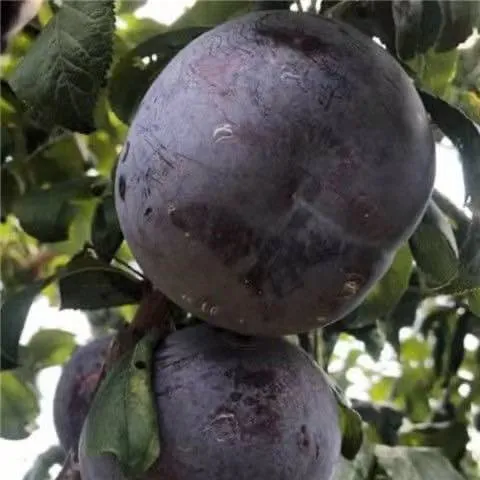 Extra-large giant plum saplings, early-maturing plum seedlings, potted ...
