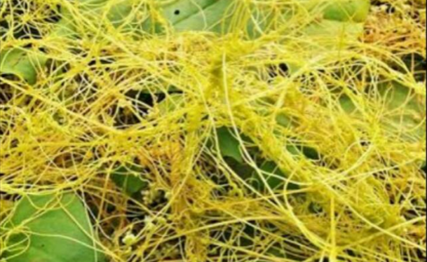 Bunga Tali Putri Unik untuk Momen Istimewa Anda | Lazada Indonesia