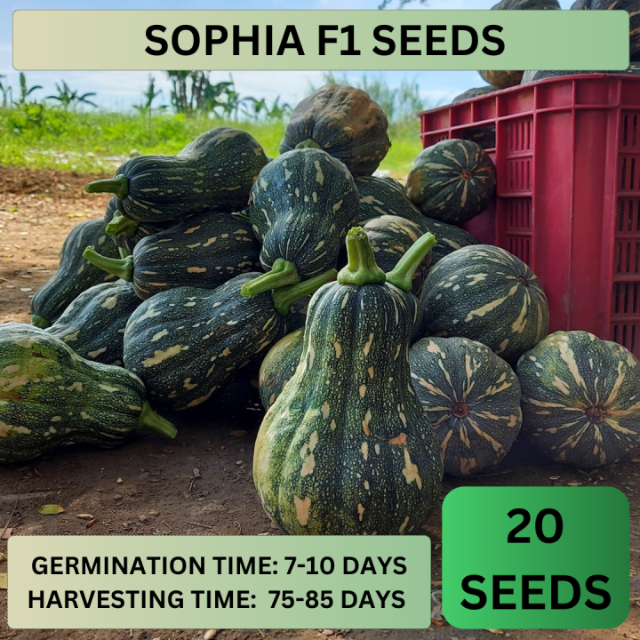VALUE PACK (10 SEEDS) SOPHIA F1 SEEDS/FOR PLANTING/KALABASA VARIETY ...