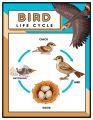 BIRD LIFE CYCLE LAMINATED CHART - Educational Learning CHART - Visual ...