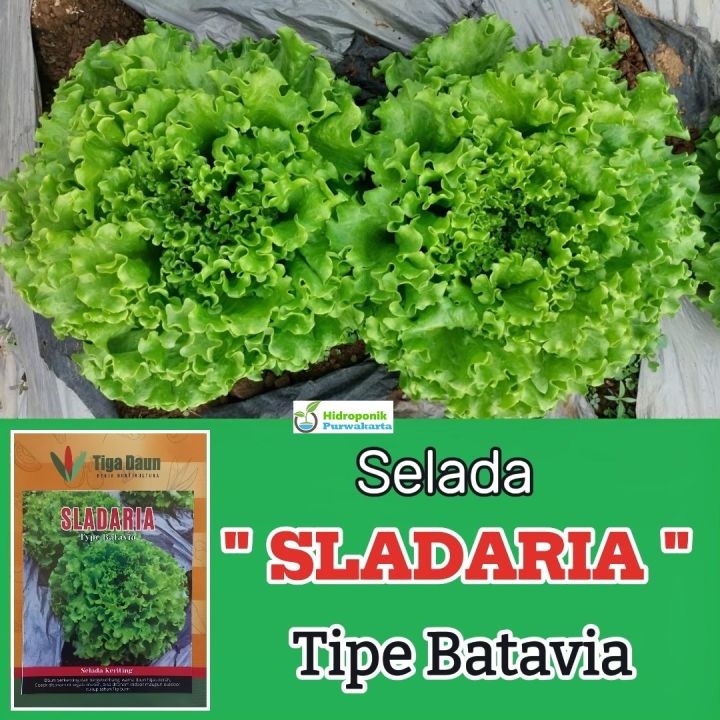 Benih Selada Lettuce Batavia SLADARIA 1 gram Cap Tiga Daun Kemasan ...