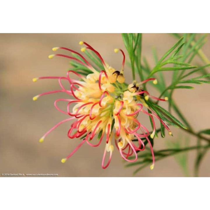 Pokok Bunga Grevillea sp Real Plant Hotselling indoor Outdoor rare ...