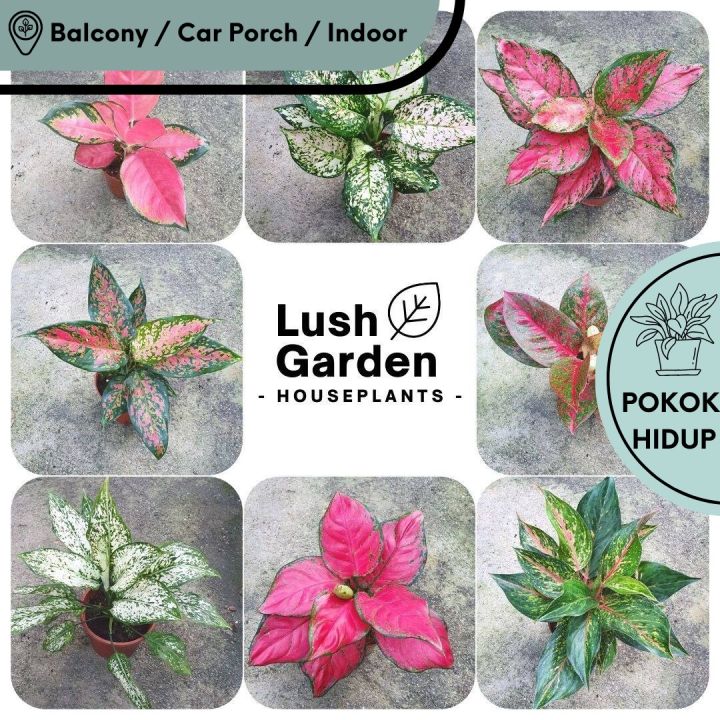 Aglaonema / Chinese Evergeen 粗肋草 Anak Pokok Hiasan Dalam Rumah Hidup ...