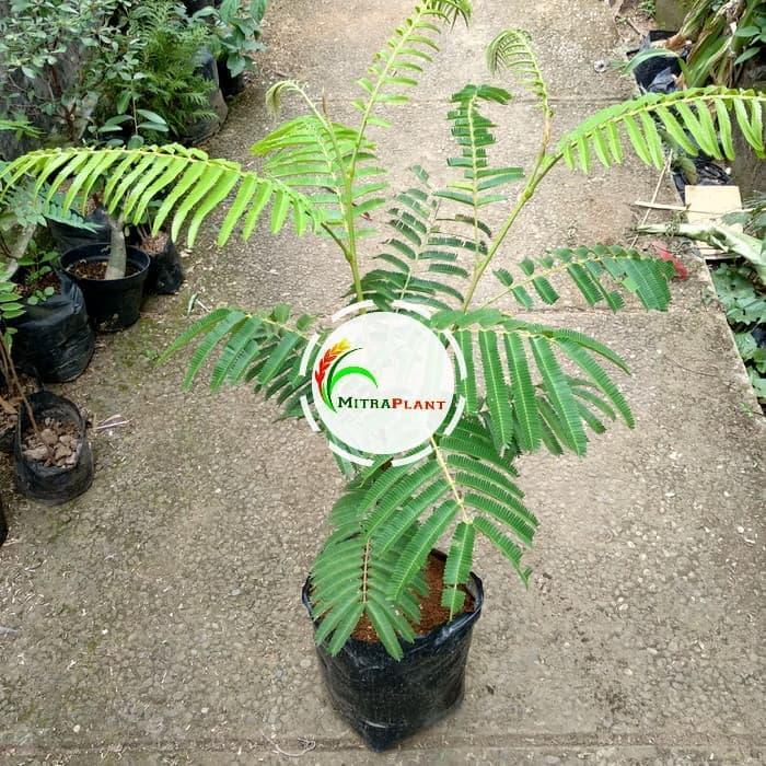 Bibit Pohon Pete - Buah Petai Tanaman Pete Hasil Okulasi Cepat Berbuah ...