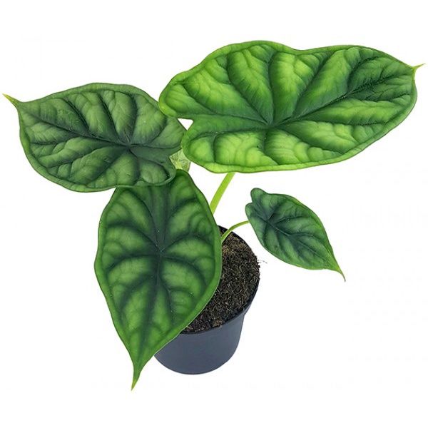 Alocasia Dragon Scale Plant - Fresh Gardening Indoor Plant Outdoor ...