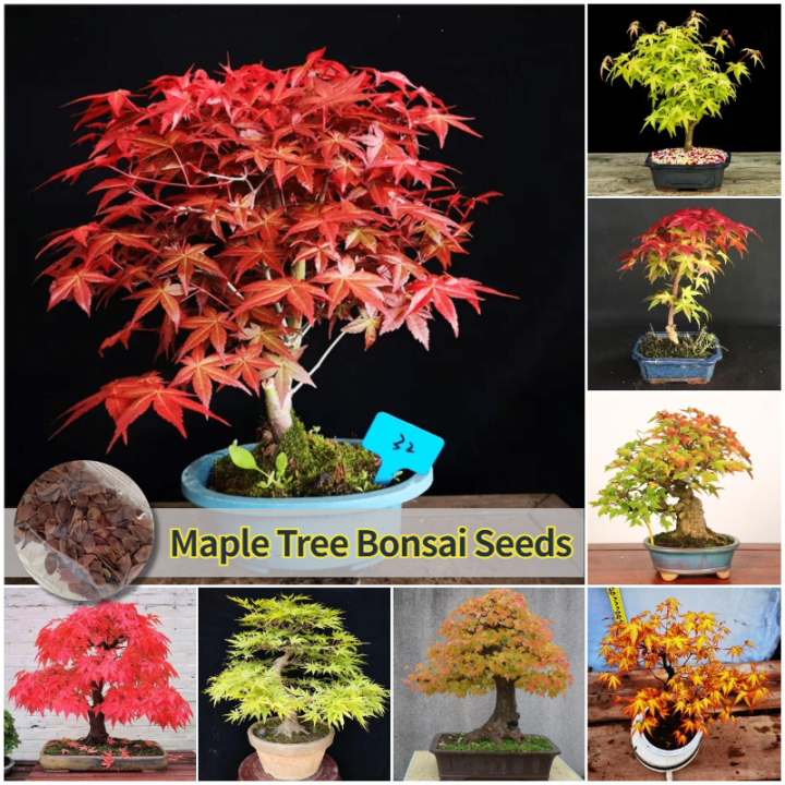 [Fast Germination] 50pcs Rare Maple Tree Seeds Japanese Maple Tree ...