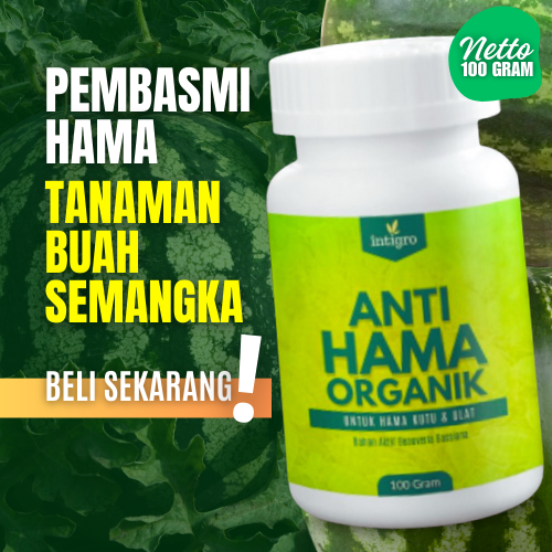 Obat Hama Buah Semangka Pestisida Hama Tanaman Semangka Insektisida ...