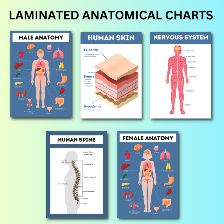 Human Anatomy, Anatomical Charts, Internal Organs Charts, Science ...
