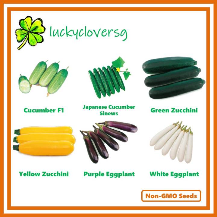 Cucumber and Eggplant Seeds - F1 Cucumber / Japanese Cucumber Sinews ...