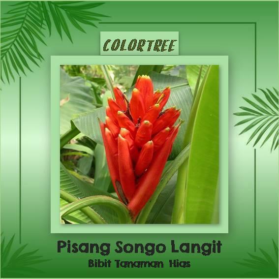 Tanaman Hias Pisang Songgo Langit | Lazada Indonesia