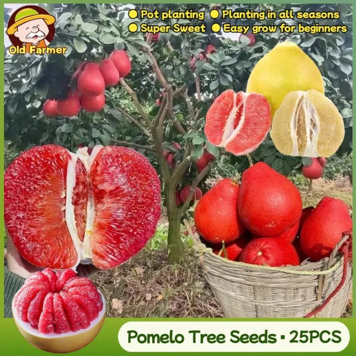 100% Original Fresh Pomelo Seeds for Planting Fruits (25pcs) - Mixed ...