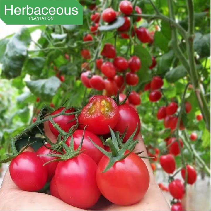 200 Seeds SUPER POPE TOMATO SEEDS-TOMATOES SEEDS High Yielding Variety ...