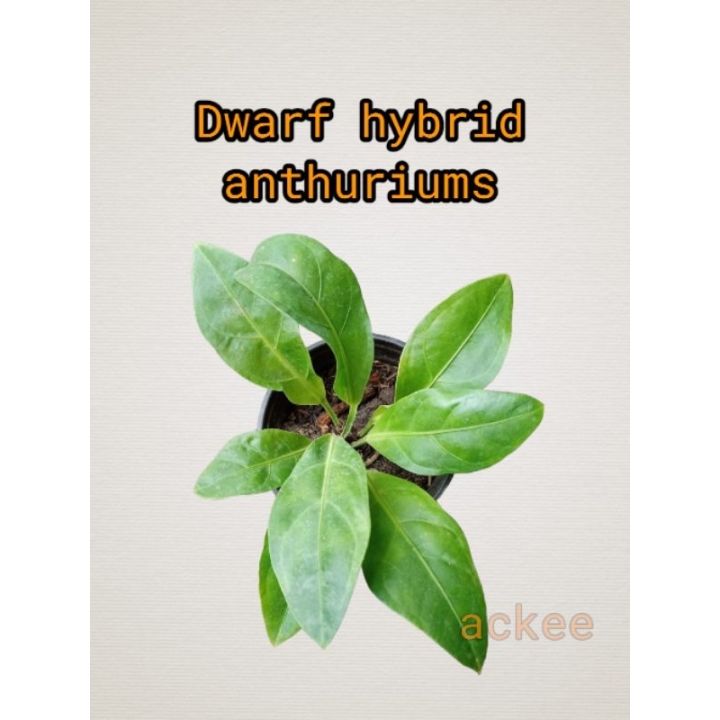 Dwarf Hybrid Anthu. | Lazada PH