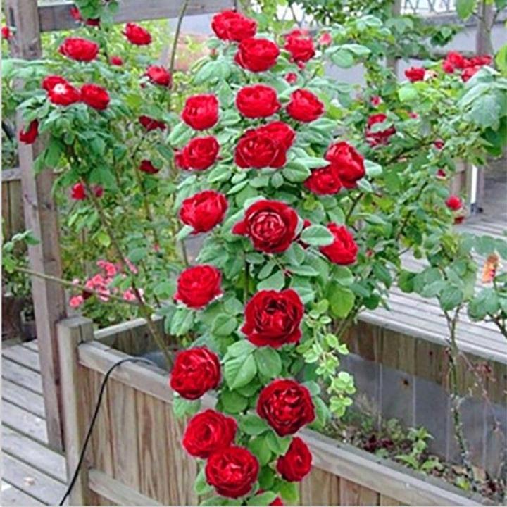Ready Stock 50pcs Climbing Rose Seed Perennial Flower Garden Decoration ...