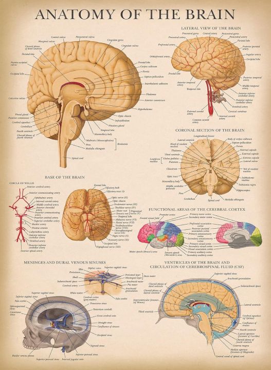 Palace Learning Vintage Brain Anatomy Poster - Laminated - Anatomical ...