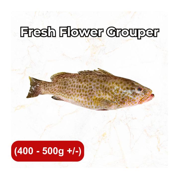 Pan Royal Fresh Flower Grouper - Cleaned And Gutted | Lazada Singapore