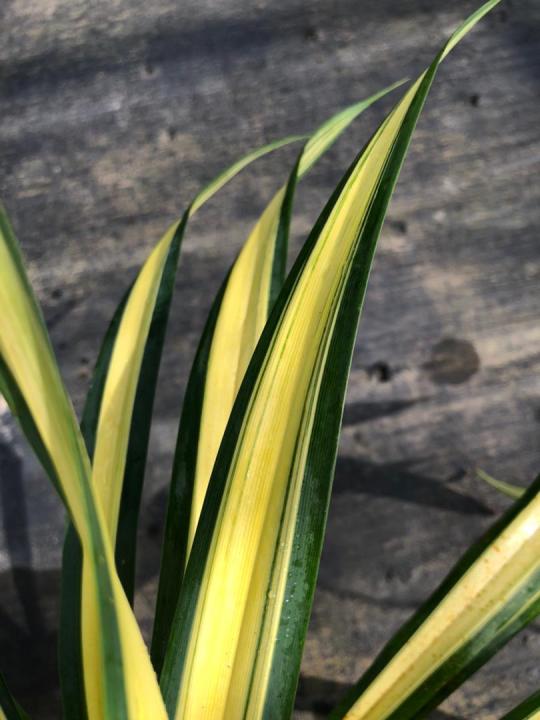 MDC- Pokok Pandan kuning Hiasan Tanpa Duri | Lazada