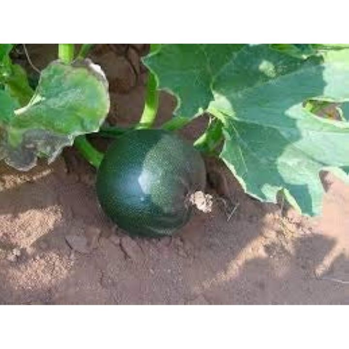 zumari gem Squash (South African) Vegetable Seeds gem Squash (South ...