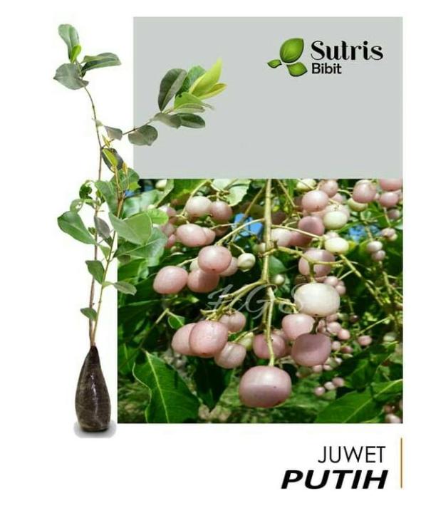 Bibit Tanaman Buah Pohon Juwet Putih/Duwet/Jamblang | Lazada Indonesia