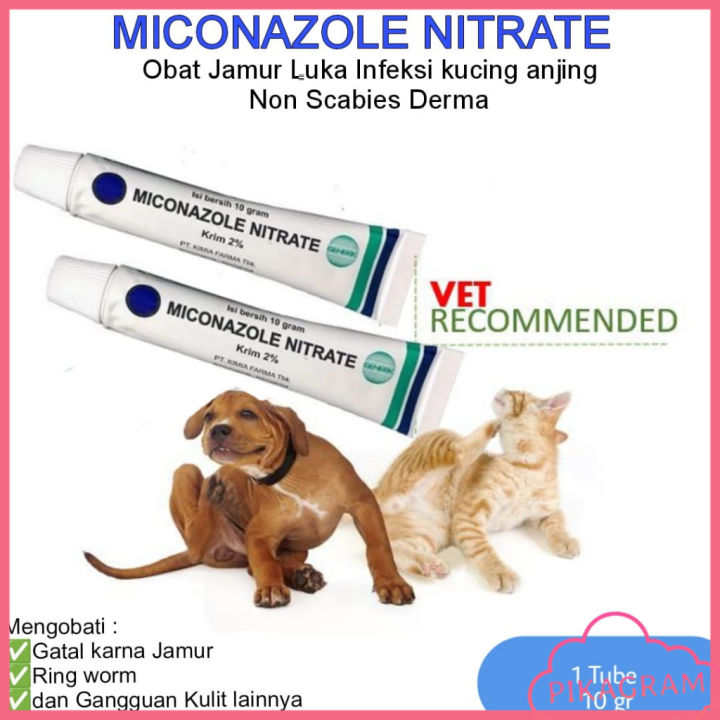 cream Salep Jamur Obat Infeksi Kulit Anjing Kucing Hewan Miconazole ...