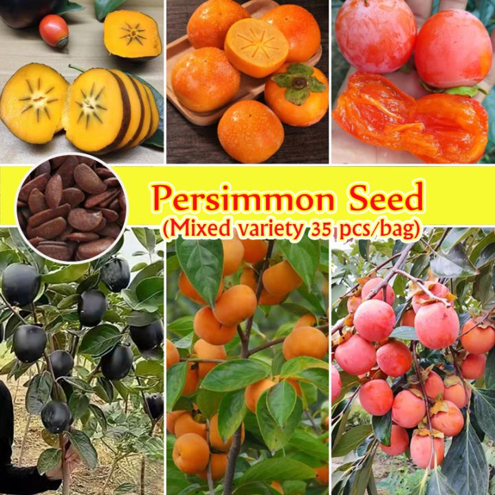 [Fast Growing] Mixed Variety Persimmon Fruit Tree Seeds for Sale (35 ...