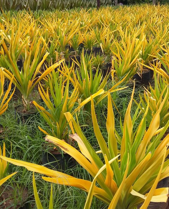 golden crinum/ golden lilly | Lazada PH