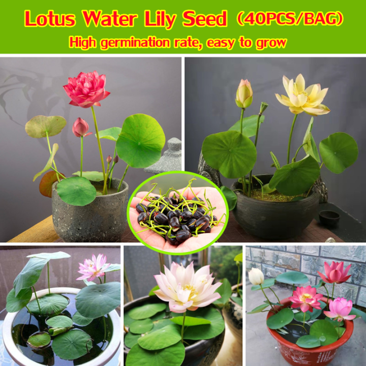 [SG Seller] 40 PCS/BAG Multi-Color Lotus Water Lily Seed for Planting ...