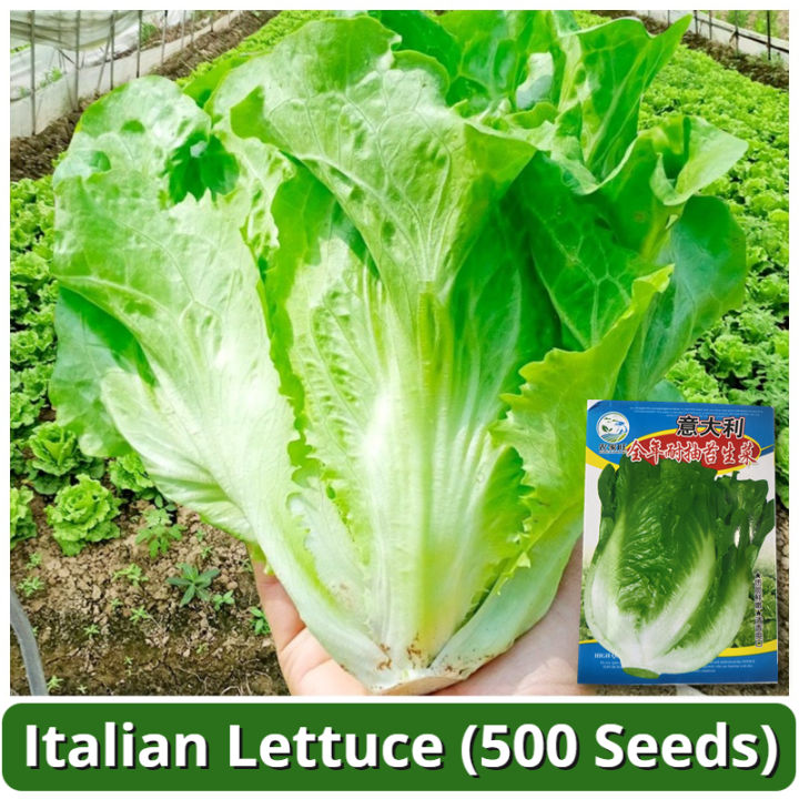 High Yield Biji Benih Salad Italian Lettuce Seeds (500 Seed) 意大利生菜种子 ...