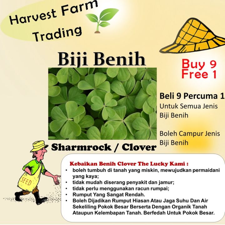 50Pcs Benih Sharmrock Clover seed 三叶草种子 benih semanggi Benih Rumput ...