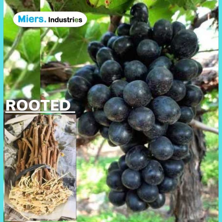 COD Grapes Black Ribier Seed | Lazada PH