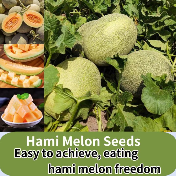 100% Original Hami Melon Seeds for Planting Organic Fruit Seeds for ...