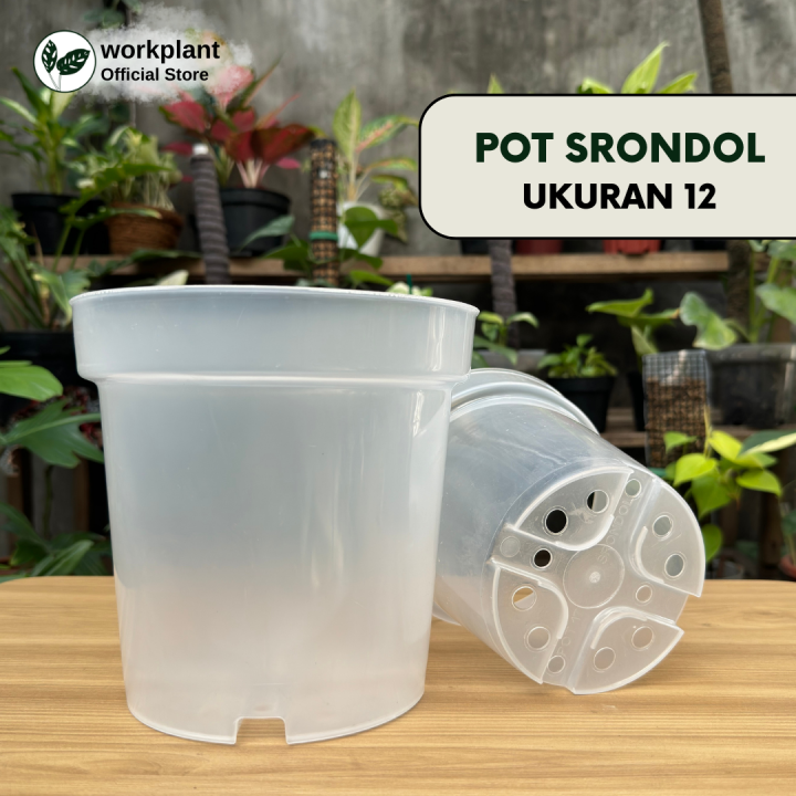 Pot Bening - Srondol Transparan Ukuran 12 Tanaman Hias | Lazada Indonesia
