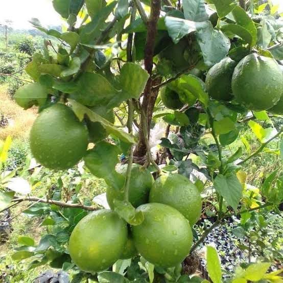 Pohon Jeruk Lemon California Tanaman Jeruk Lemon California | Lazada ...