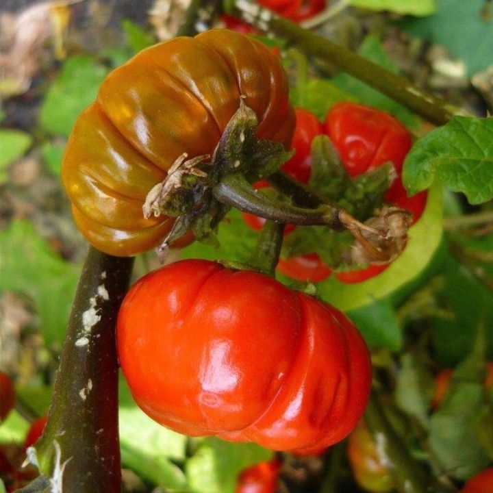 20 เมล็ดพันธุ์ เมล็ด มะเขือพวง มะเขือเปราะ สีแดง RED RUFFLED Eggplant ...