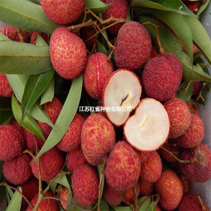 Litchi tree, seedless Guiwei fruit tree, potted Feizixiao grafted fruit ...