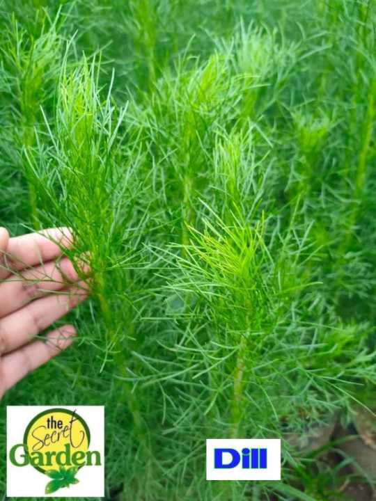 Buy 1 Take 1 DILL (Herbal Plant NOT Seeds) with FREE garden soil. Real ...