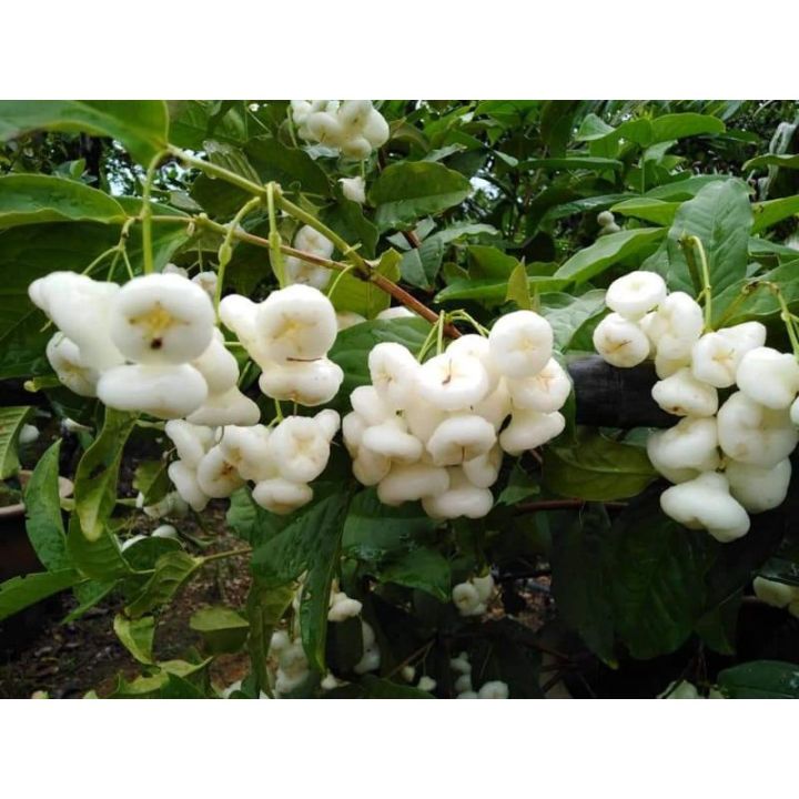 POKOK JAMBU BERTIH PUTIH HYBRID | Lazada