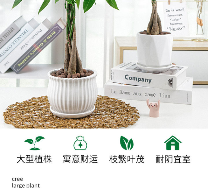 Braid rich tree potted plants are easy to live and raise ceramic pots ...